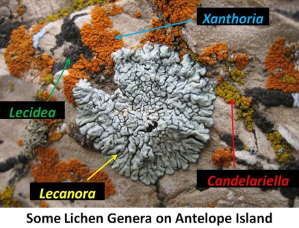 Watching the World Wake Up: Stuff On Rocks 2: All About Lichen